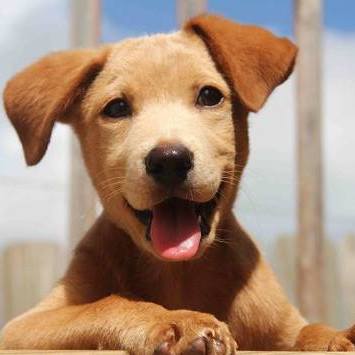 Soy Un Perro (@soyunperro@pawoo.net) - Pawoo - 創作活動や自由なコミュニケーションを楽しめる場