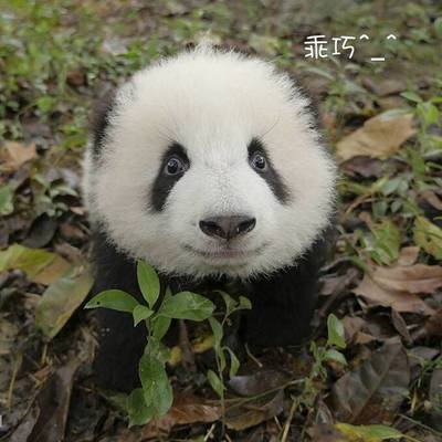 日记A (@jiuming@pawoo.net) - Pawoo - 創作活動や自由なコミュニケーションを楽しめる場