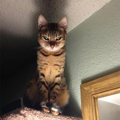 JC_kitty (@JC_kitty@pawoo.net) - Pawoo - 創作活動や自由なコミュニケーションを楽しめる場