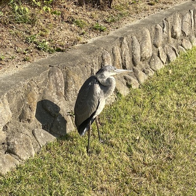 いかニューロン (@ikaneuron@pawoo.net) - Pawoo - 創作活動や自由なコミュニケーションを楽しめる場