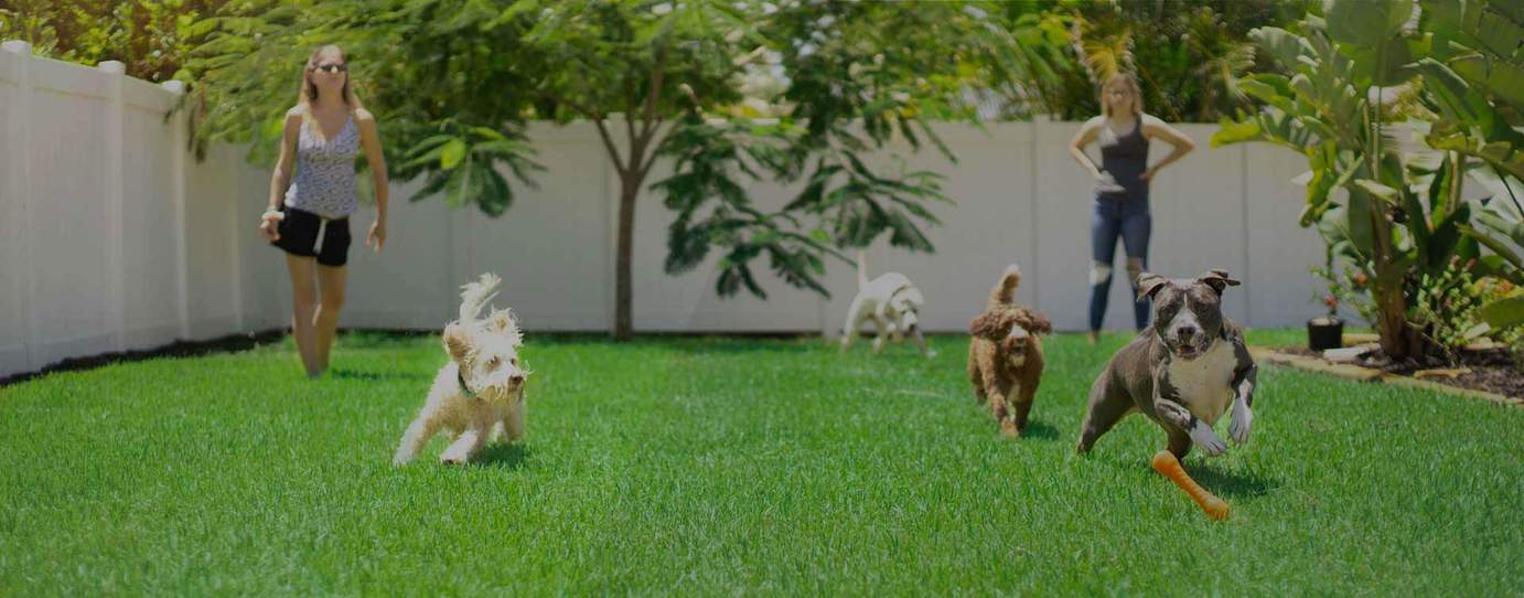 dog training (@dogtrainerhouston@pawoo.net) - Pawoo - 創作活動や自由なコミュニケーション ...