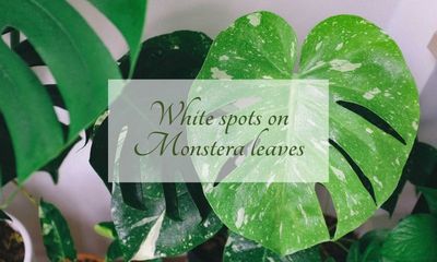 FamiPlants (@famiplants@pawoo.net) - Pawoo - 創作活動や自由なコミュニケーションを楽しめる場