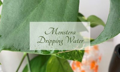 FamiPlants (@famiplants@pawoo.net) - Pawoo - 創作活動や自由なコミュニケーションを楽しめる場