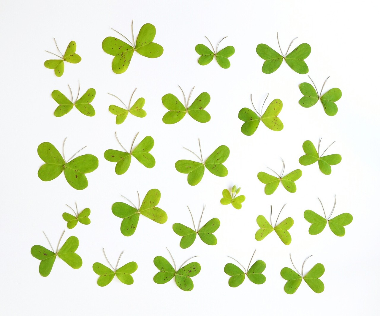 日本リーフアート協会（Japan leaf art）: "タイトル：Butterfly of happiness 蝶々の中に、一頭だけ違う蝶が ...