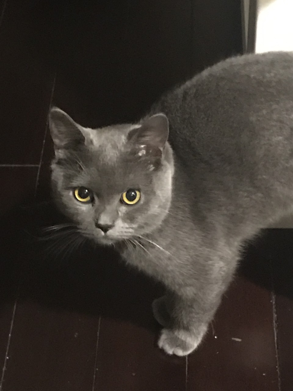 无理由溺爱 (@ryosuki@pawoo.net) - Pawoo - 創作活動や自由なコミュニケーションを楽しめる場