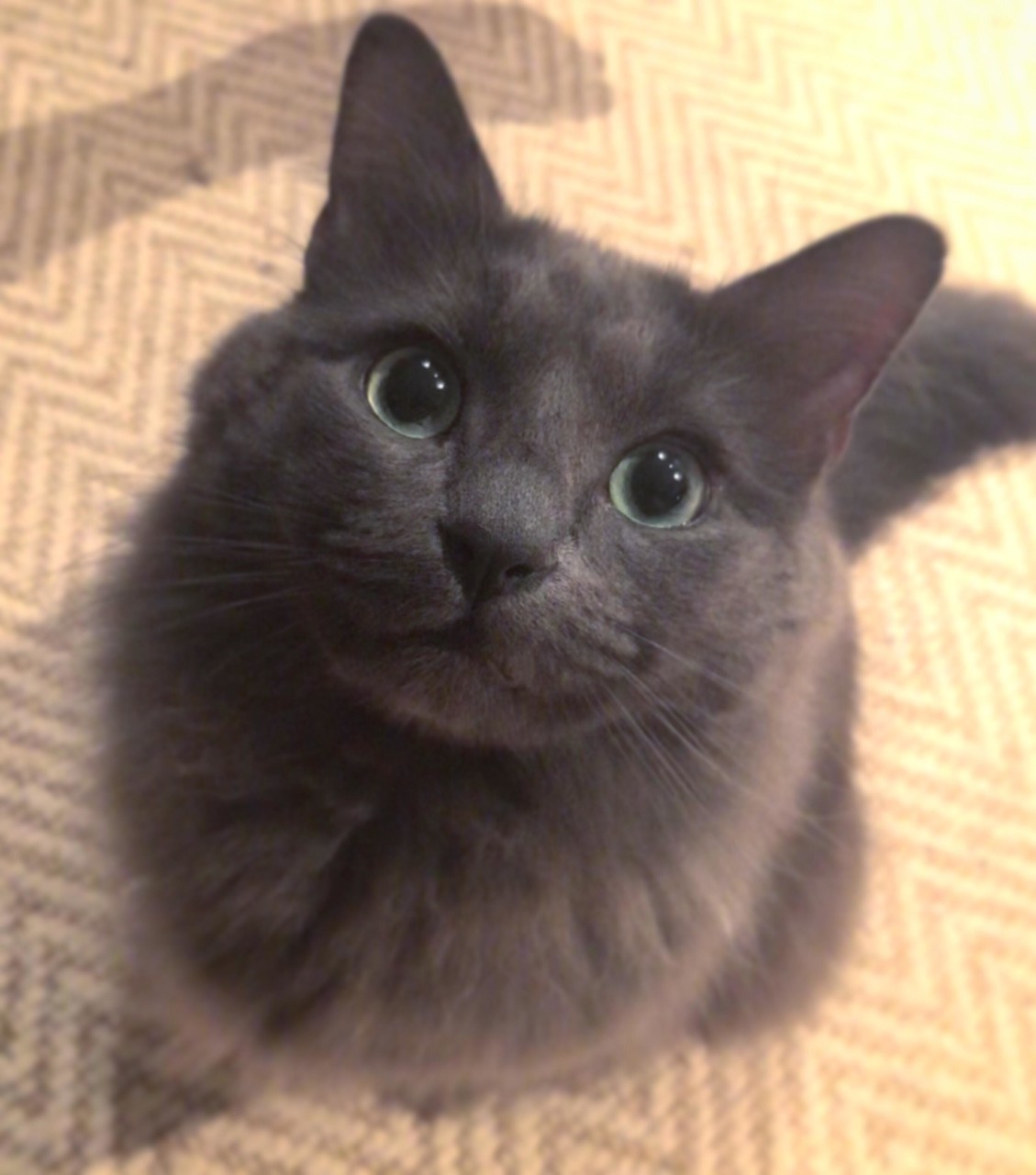 Cat Posting Bot: "I want to find someone who looks at me the way Mo ...