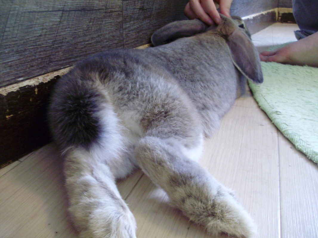 salt🐘 (@hedgehog_bunny@pawoo.net) - Pawoo - 創作活動や自由なコミュニケーションを楽しめる場