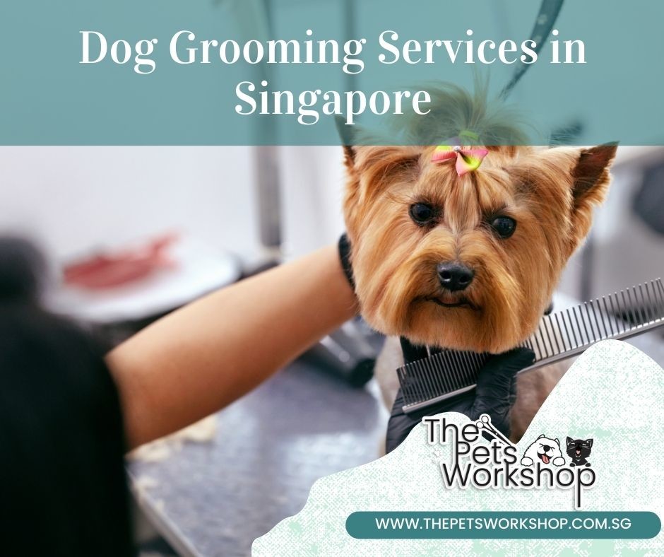 The Pets Workshop (@thepetsworkshop@pawoo.net) - Pawoo