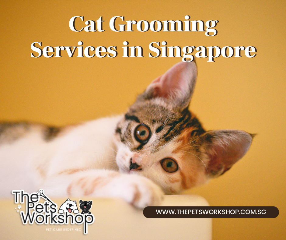 The Pets Workshop (@thepetsworkshop@pawoo.net) - Pawoo