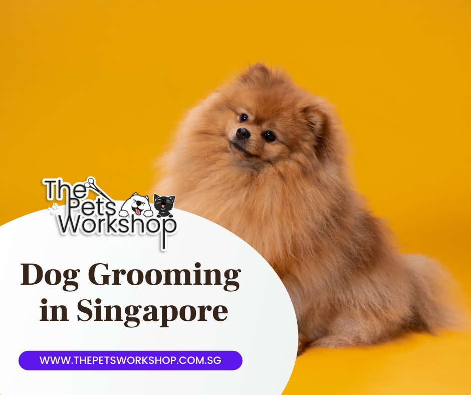 The Pets Workshop (@thepetsworkshop@pawoo.net) - Pawoo