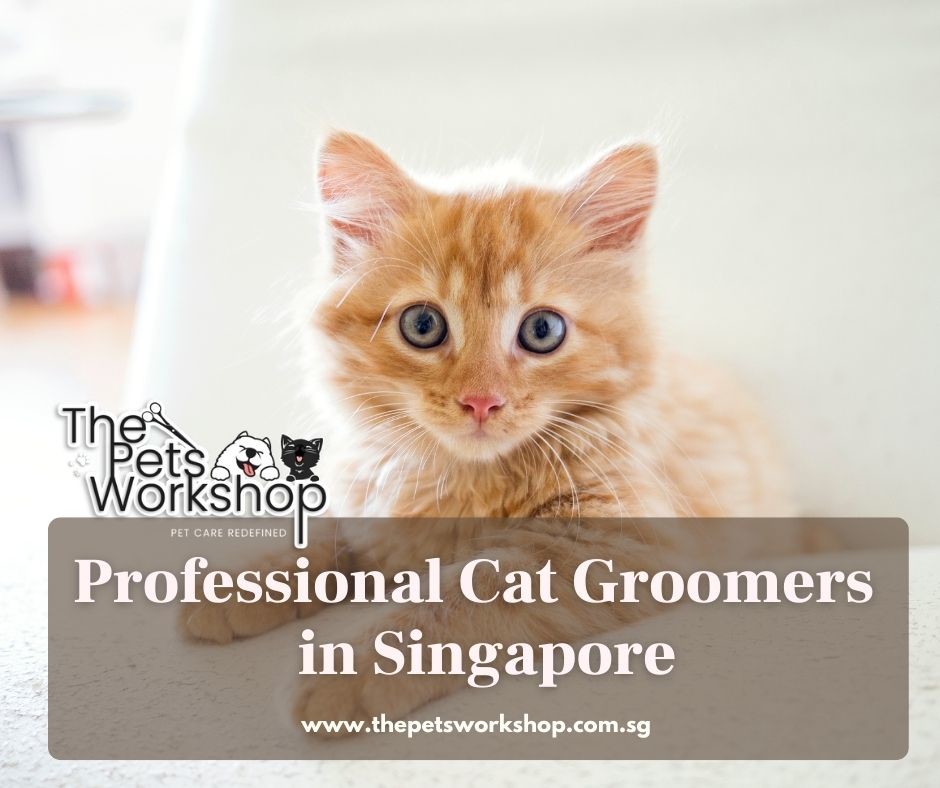 The Pets Workshop (@thepetsworkshop@pawoo.net) - Pawoo