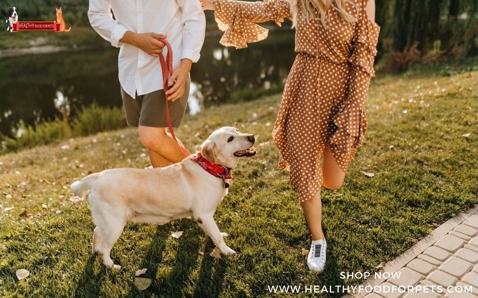 Healthy Food For Pets (@healthyfoodsforpets@pawoo.net) - Pawoo