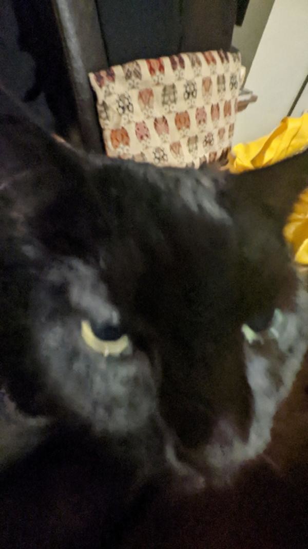 Cute and Funny Cat Bot (@mastodonPyTest@pawoo.net) - Pawoo