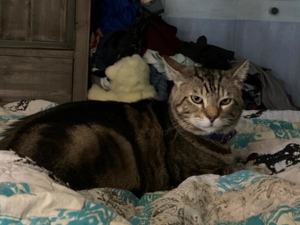 Cute and Funny Cat Bot (@mastodonPyTest@pawoo.net) - Pawoo