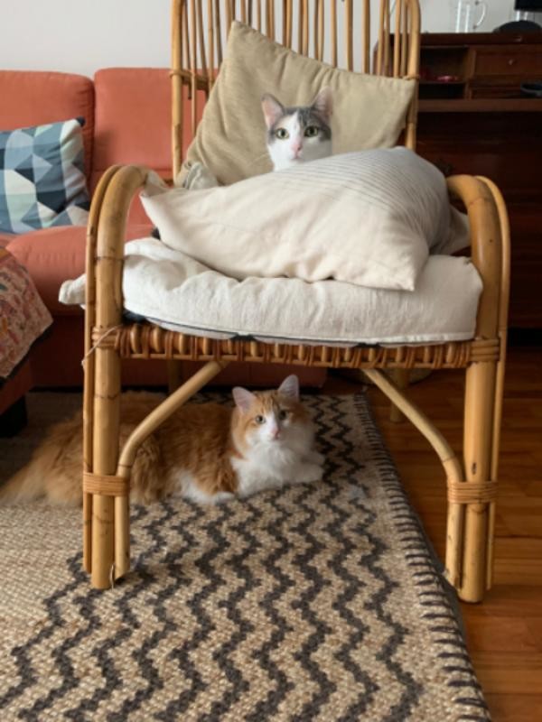 Cute and Funny Cat Bot (@mastodonPyTest@pawoo.net) - Pawoo