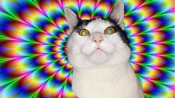 Cute and Funny Cat Bot (@mastodonPyTest@pawoo.net) - Pawoo