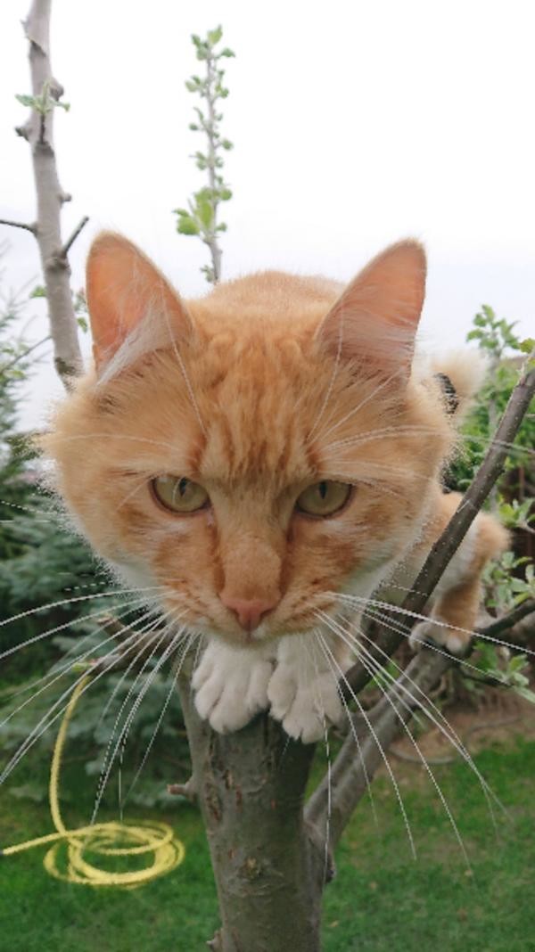 Cute and Funny Cat Bot (@mastodonPyTest@pawoo.net) - Pawoo