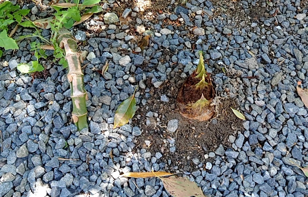 グラニュー糖* (@granu_master@pawoo.net) - Pawoo