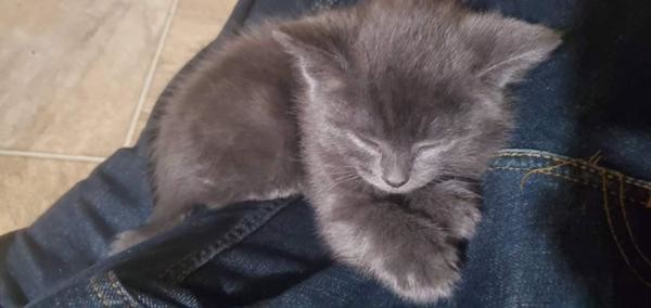 Cute and Funny Cat Bot (@mastodonPyTest@pawoo.net) - Pawoo