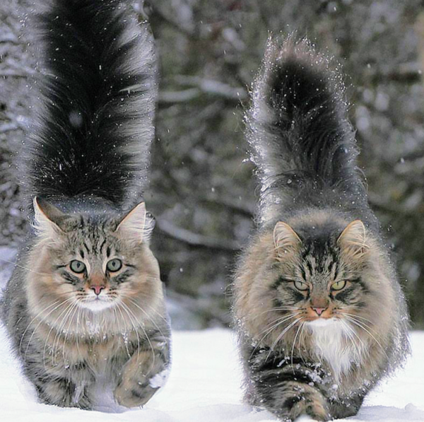 Cute and Funny Cat Bot (@mastodonPyTest@pawoo.net) - Pawoo