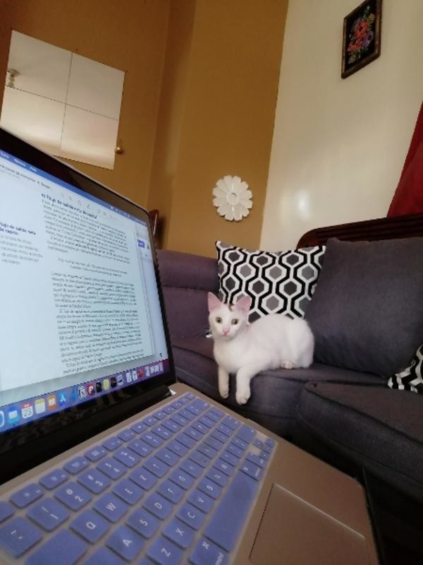 Cute and Funny Cat Bot (@mastodonPyTest@pawoo.net) - Pawoo