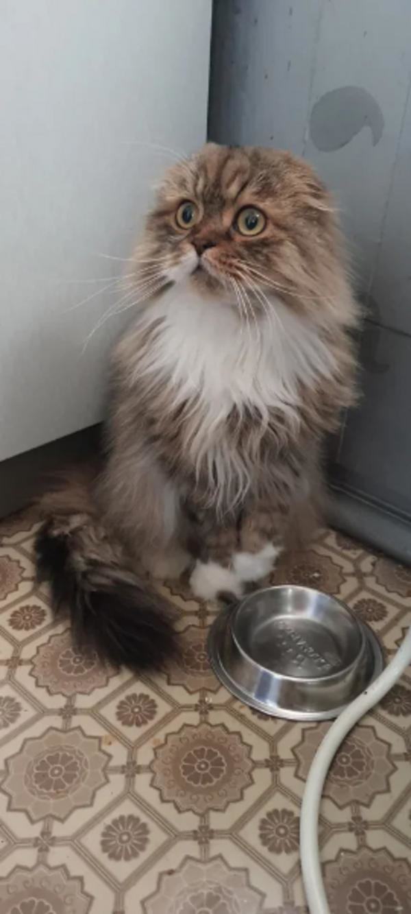 Cute and Funny Cat Bot (@mastodonPyTest@pawoo.net) - Pawoo