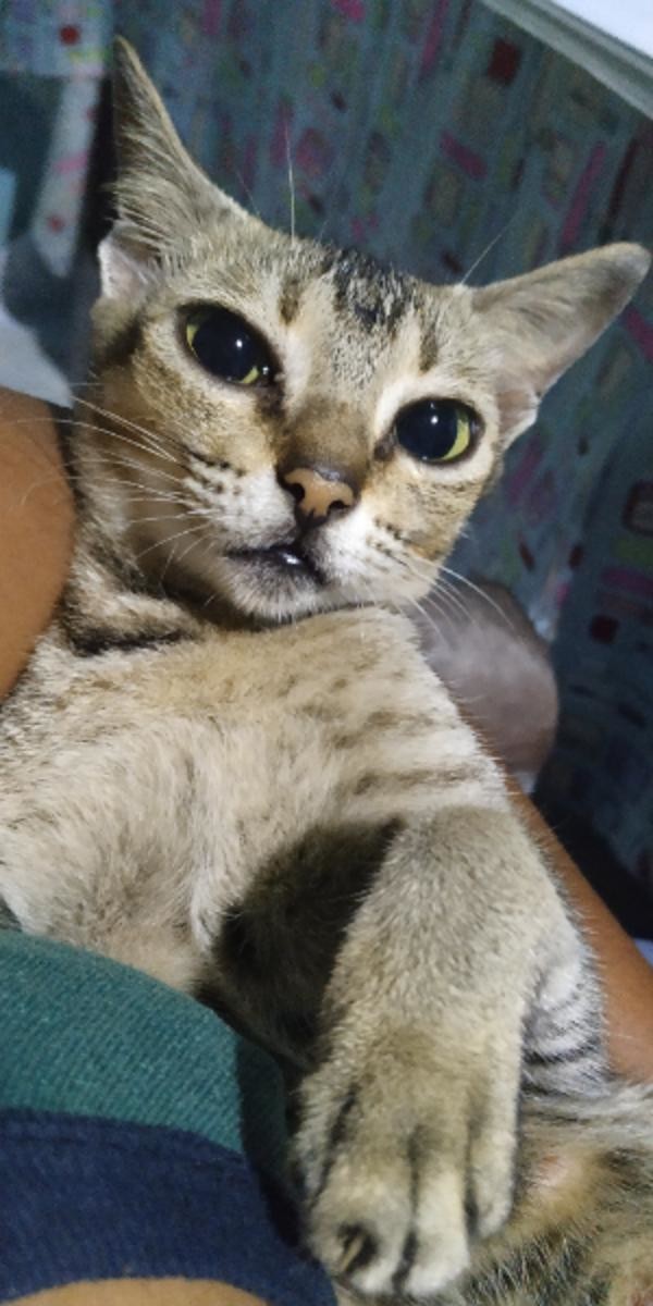 Cute and Funny Cat Bot (@mastodonPyTest@pawoo.net) - Pawoo