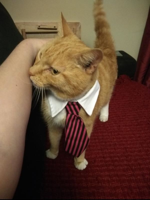 Cute and Funny Cat Bot (@mastodonPyTest@pawoo.net) - Pawoo