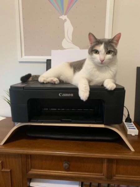 Cute and Funny Cat Bot (@mastodonPyTest@pawoo.net) - Pawoo - 創作活動や自由な ...