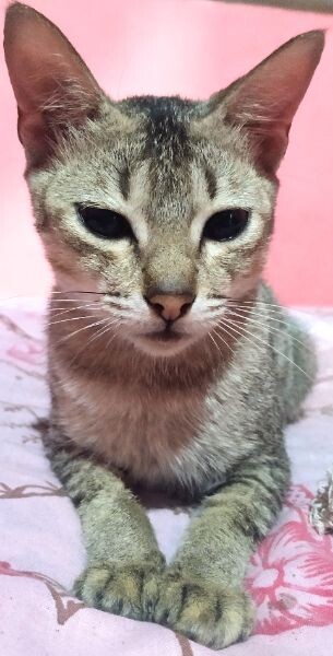 Cute and Funny Cat Bot (@mastodonPyTest@pawoo.net) - Pawoo - 創作活動や自由な ...