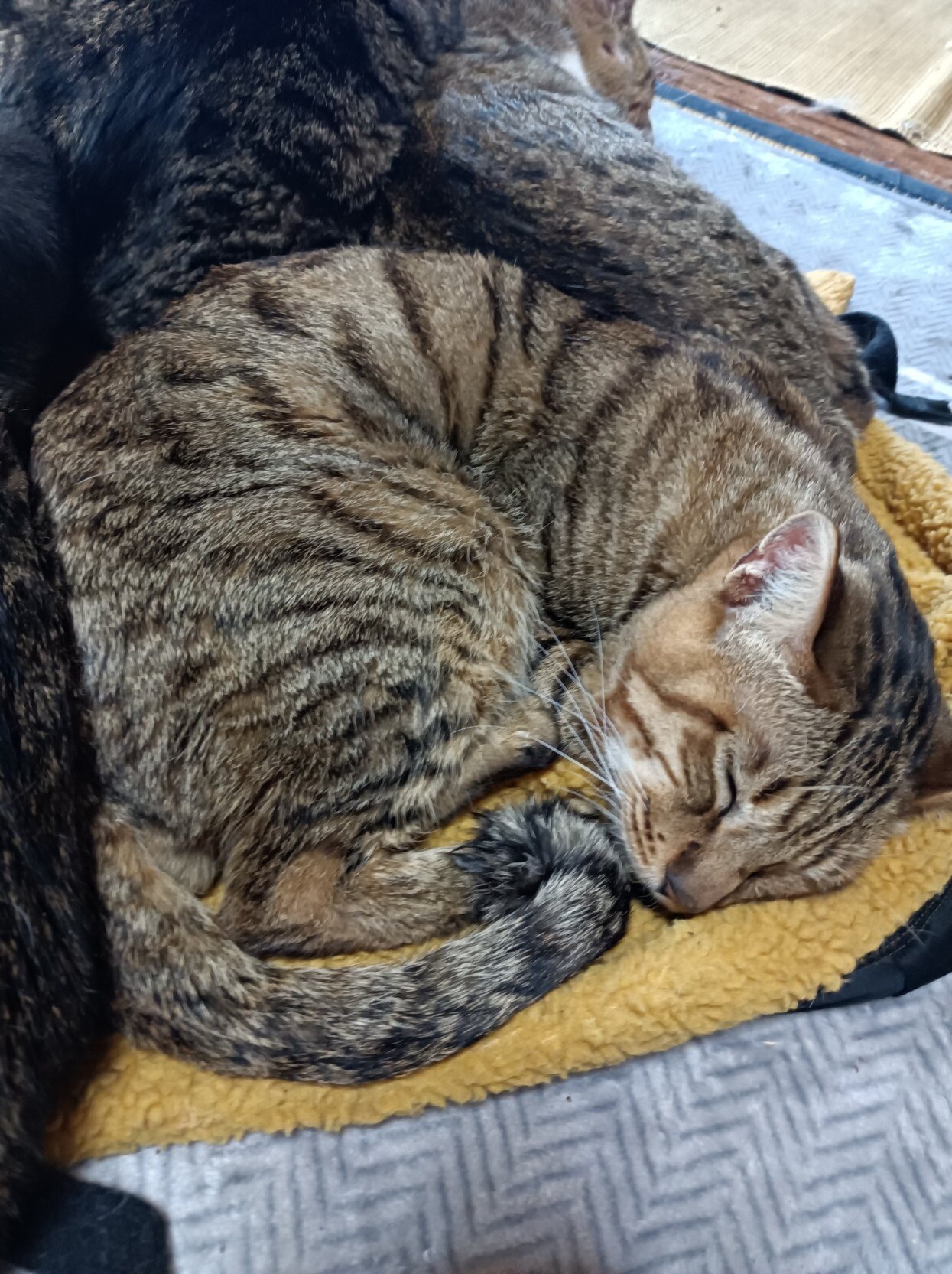 V_BUNNY (@v_bunny@baraag.net) - 🔞 baraag.net