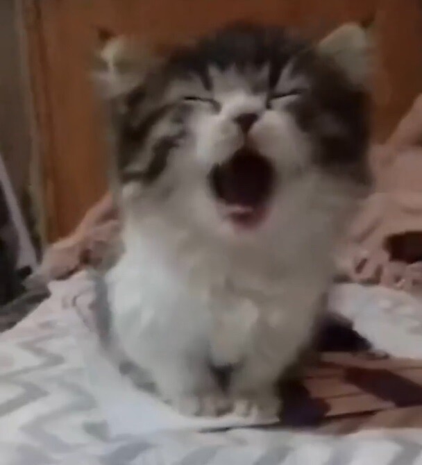 いーほす : "@DesuMasu@mstdn.vodka Важно быть подозрительным …" - Pawoo - 創作 ...